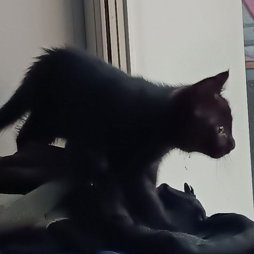 Кошечка-котенок ищет дом