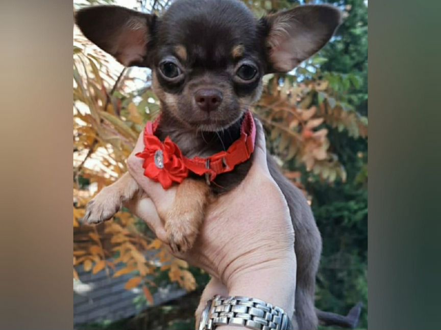 Эксклюзивная малышка мини редкой красоты