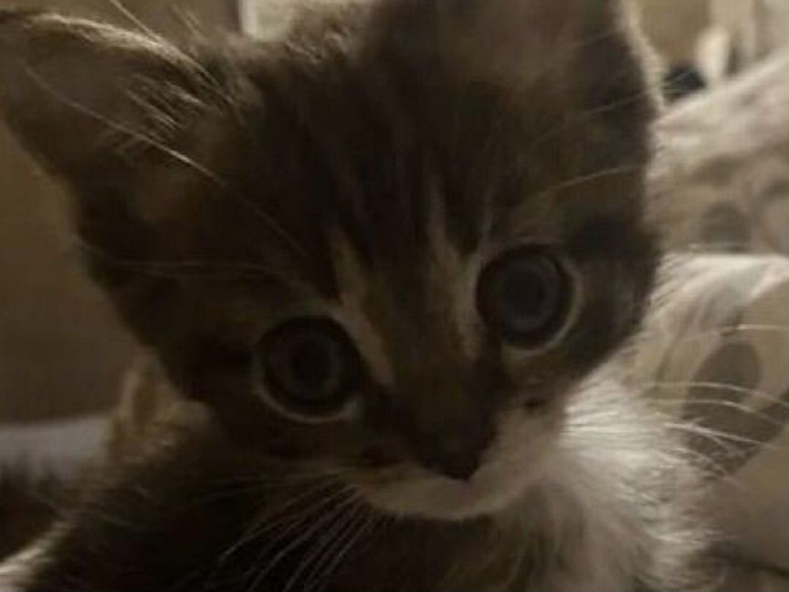 Котенок Мейн-Кун