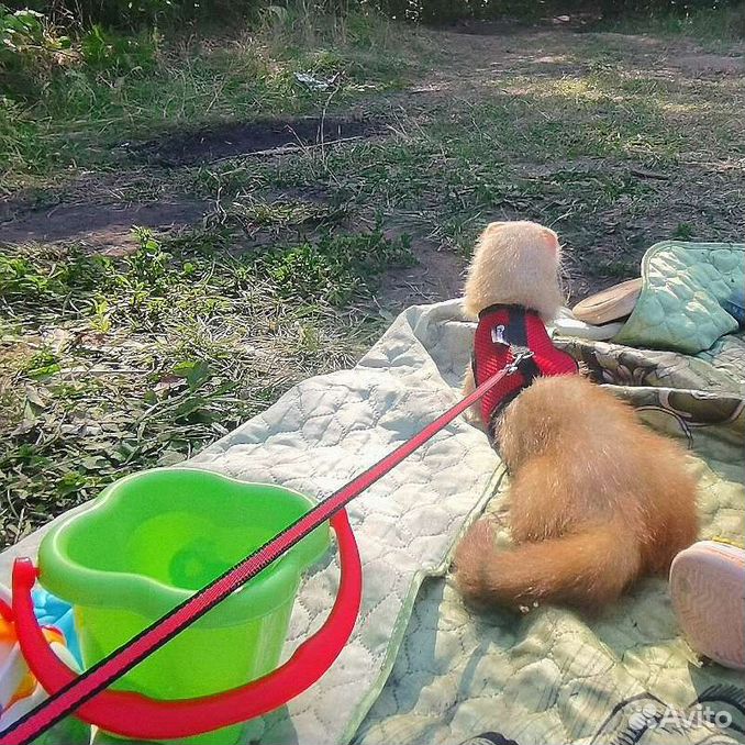 Домашний хорёк