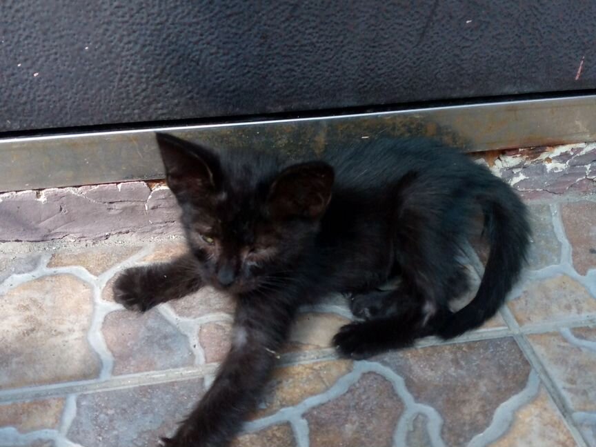 Кошка в дар бесплатно в добрые руки