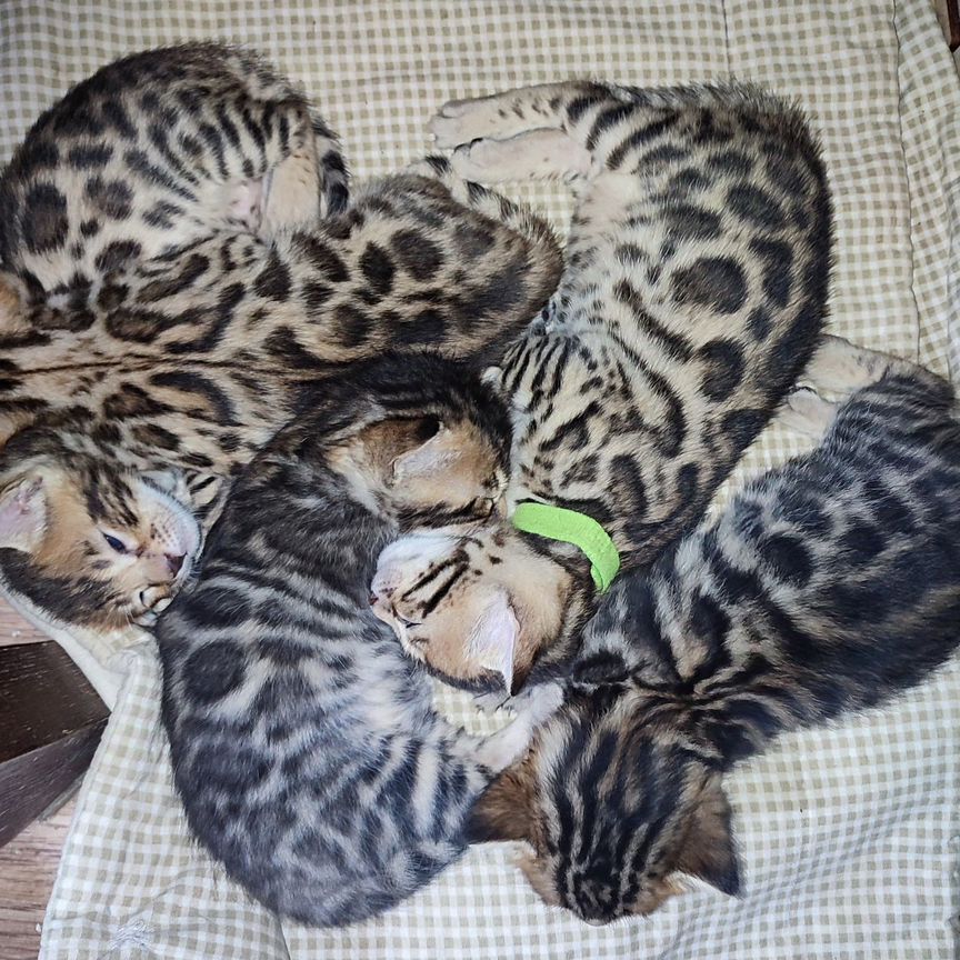 Бенгальская