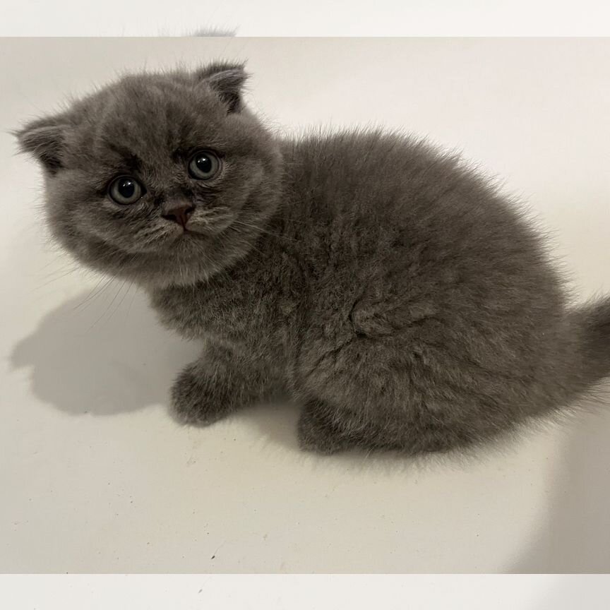 Британские котята