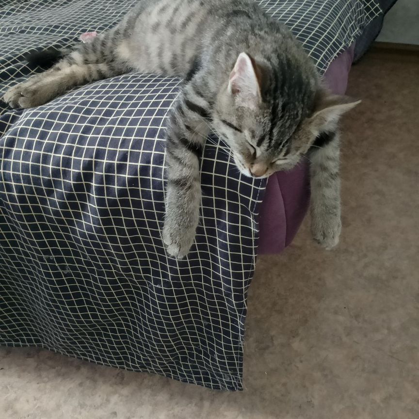 Отдам кота в добрые руки