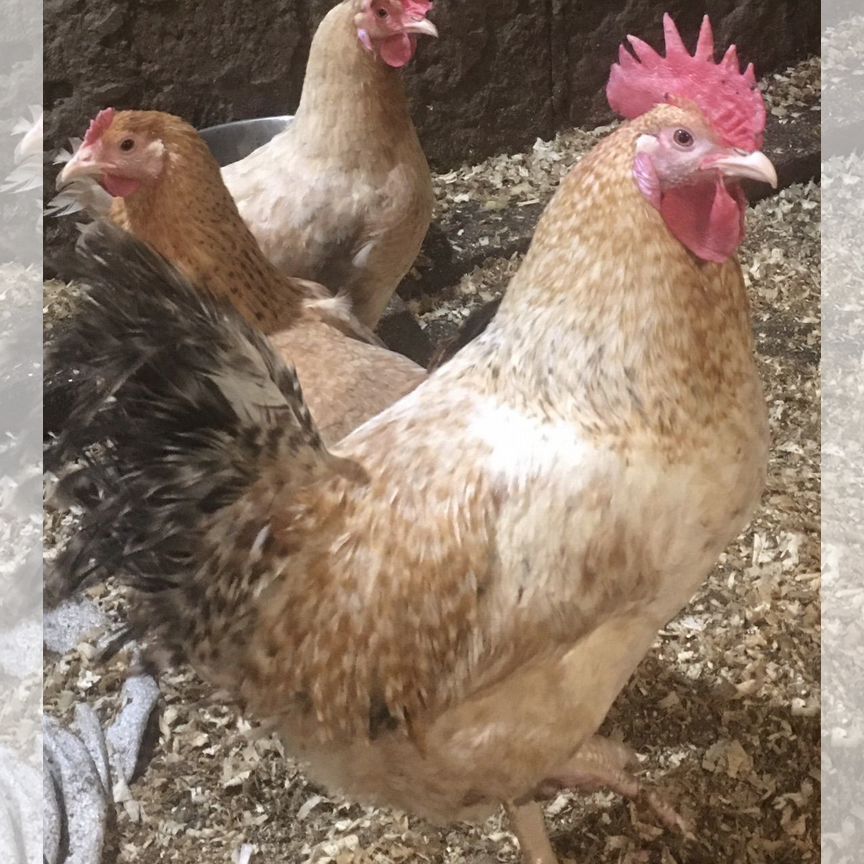 Куры молодки несушки