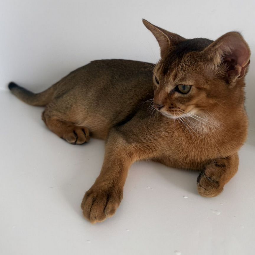 Абиссинский котёнок