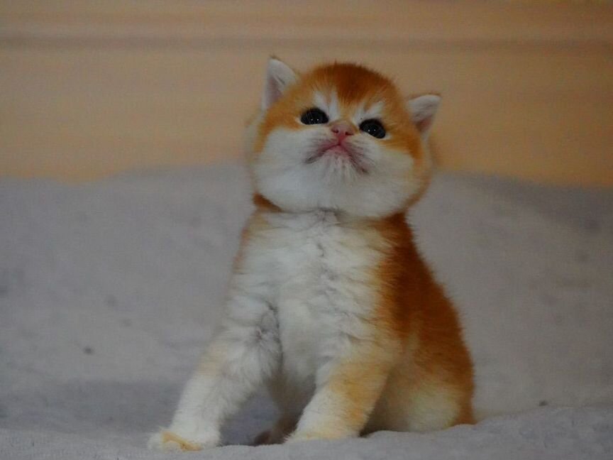 Британское счастье