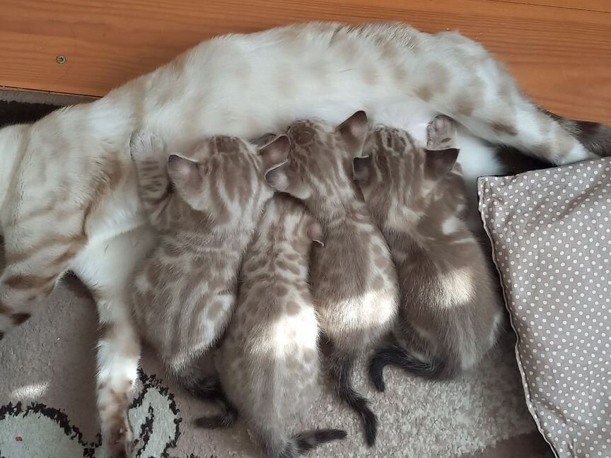 Бенгальские котята (бронь)