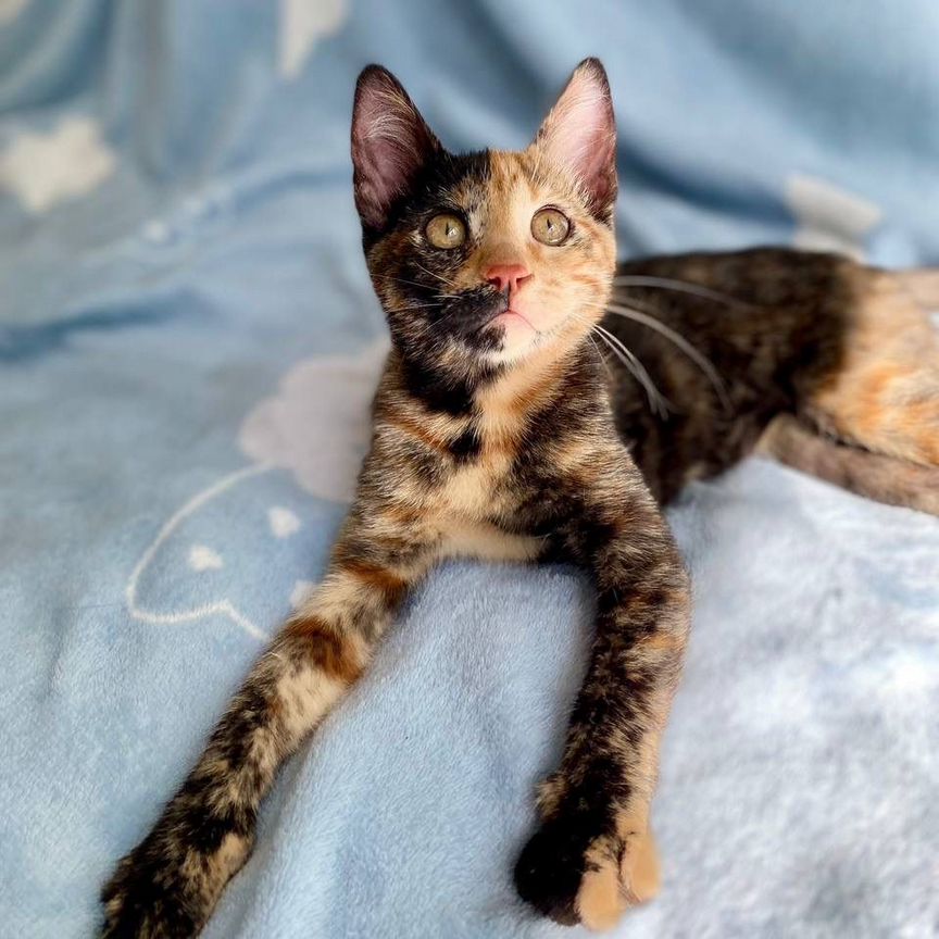 Котенок в добрые руки