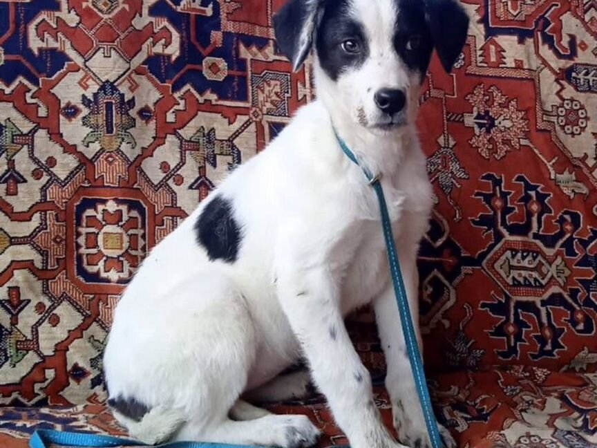 Собака в добрые руки