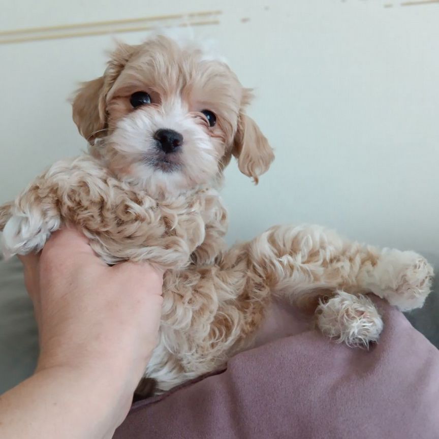 Мальтипу, щенок