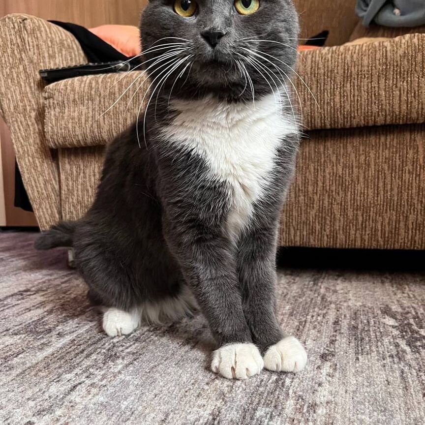 Кота в хорошие руки