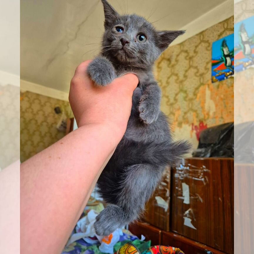 Маленький славный котенок ищет дом