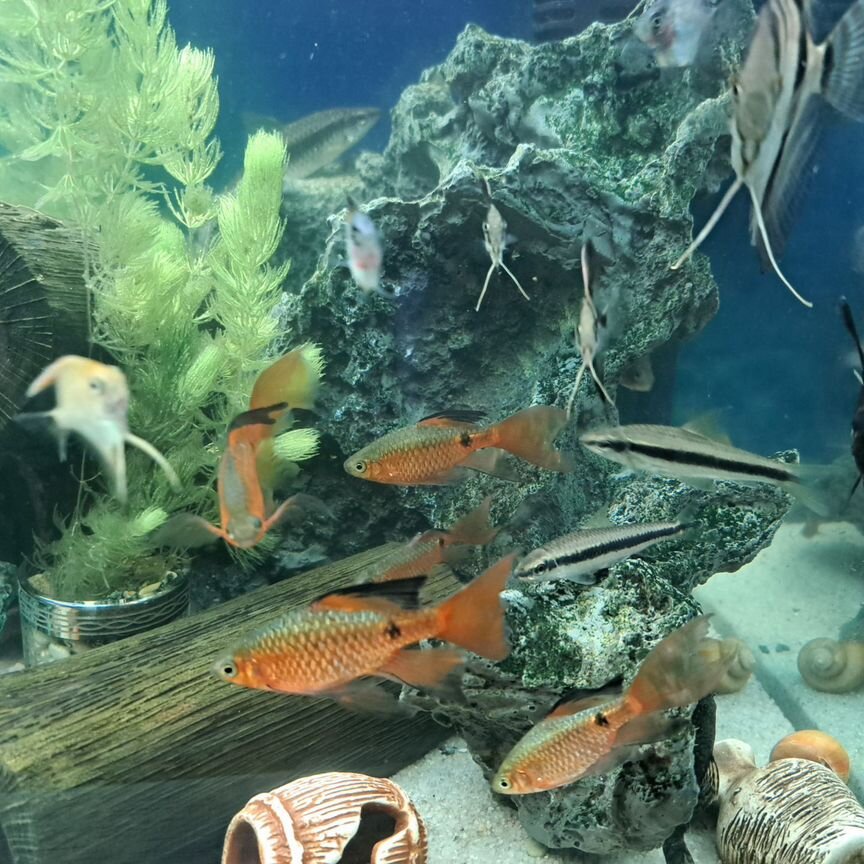 Рыба для аквариума