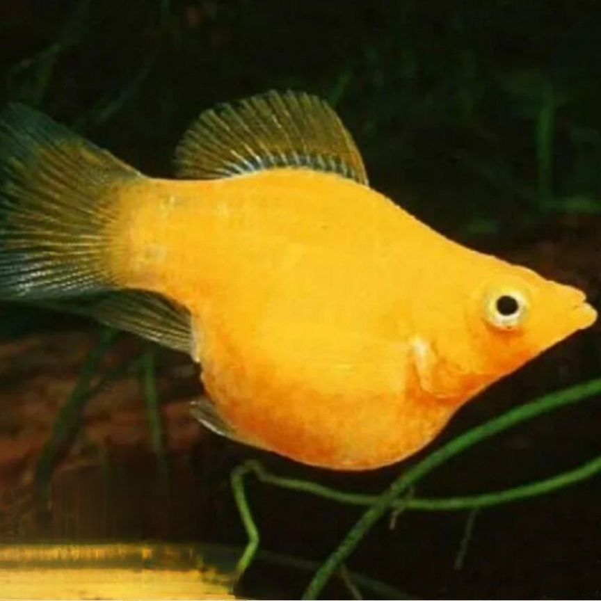 Моллинезия баллон золотая