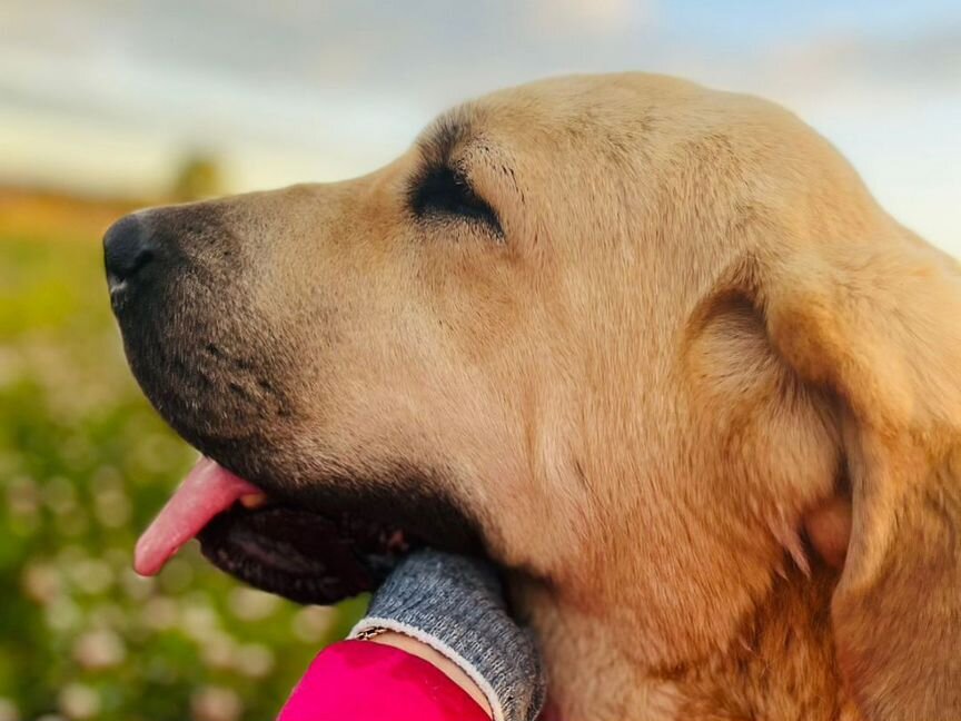 Испанский мастиф в дар