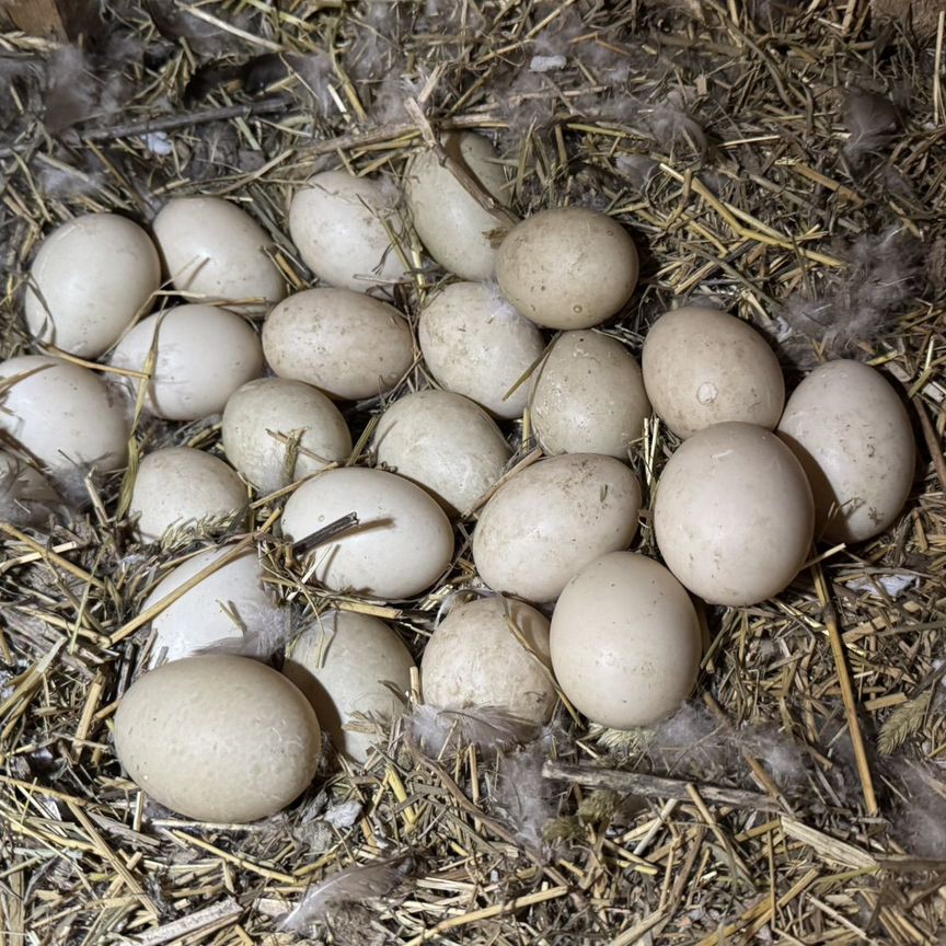 Инкубационное яйцо индоутки