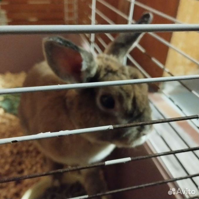 Карликовый кролик, взрослый