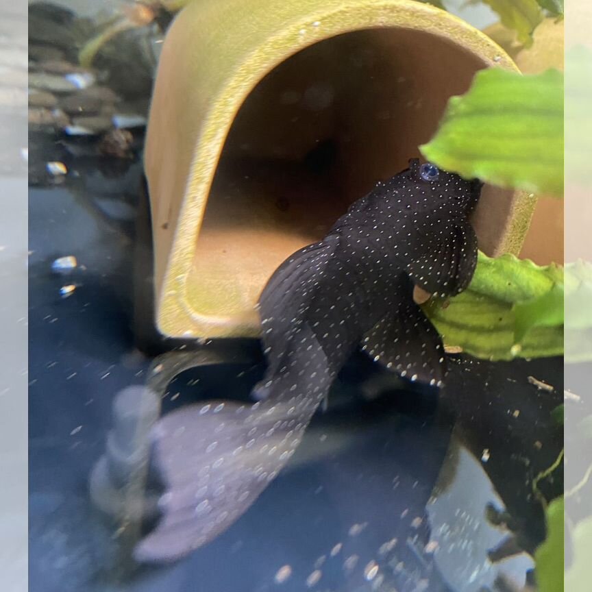 Анциструс 181 звездчатый. Гнездо. 2 самки 1 самец