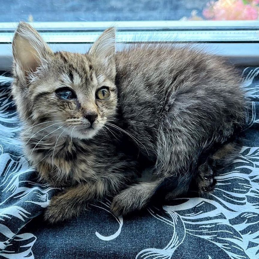 Котенок