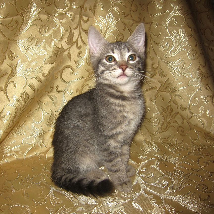 Котенок котик 2,5 мес., здоровый чистый