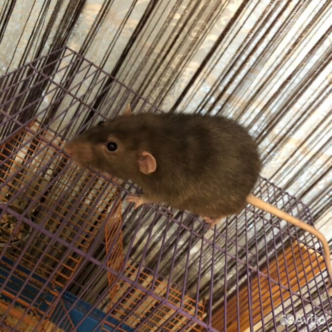 Крыса с клеткой бесплатно
