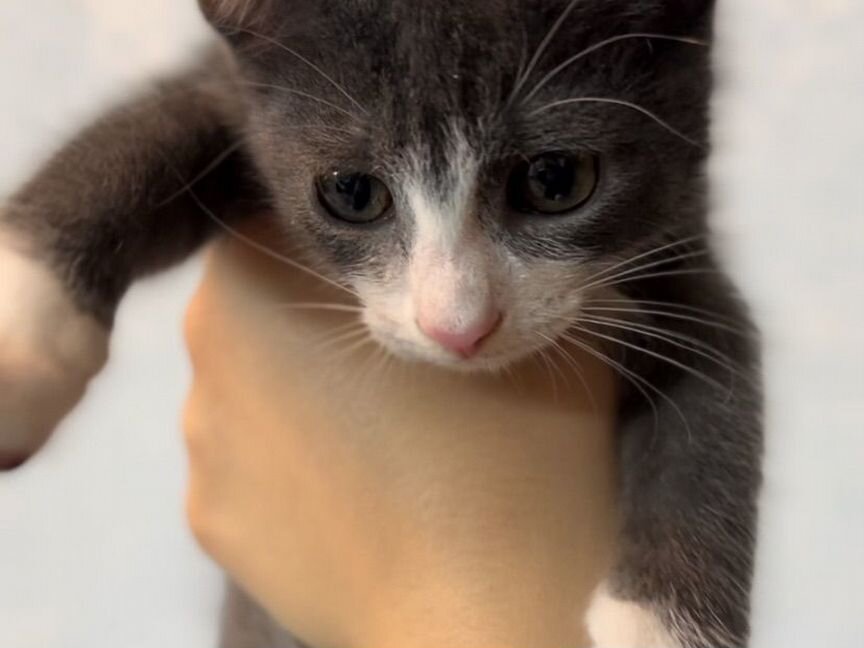 Котенок мальчик (Приют Пушистики)