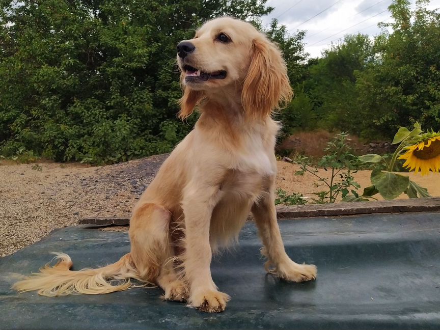 Трёхлапик спаниель ищет дом