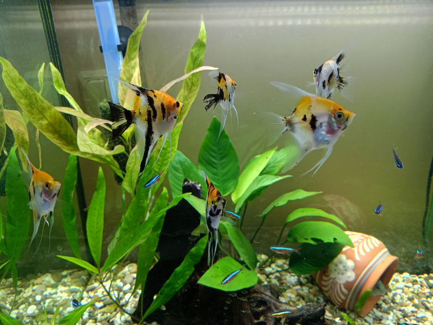 Рыбки скалярии