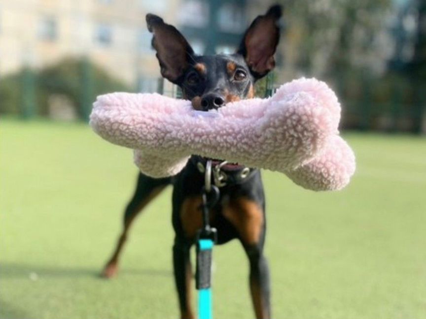 Игрушка для собак Косточка