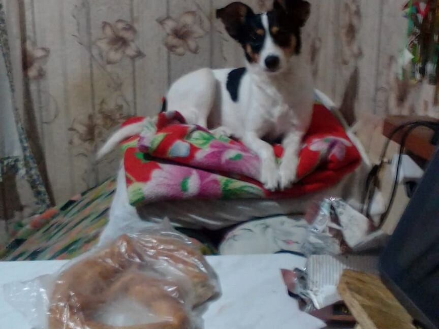 Бронирование щенков