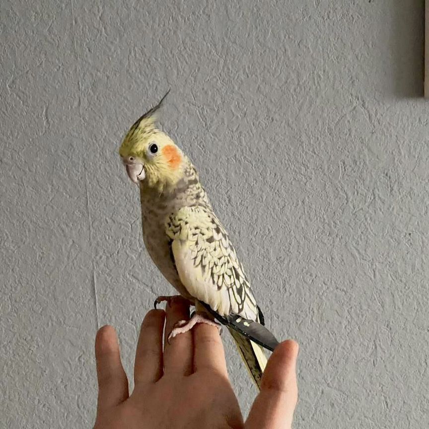 Попугай корелла ручной