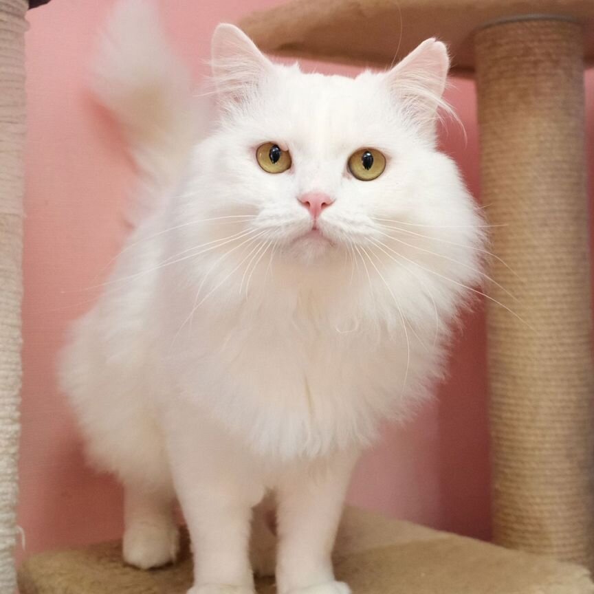Спокойный белый котик Бамбл ищет дом