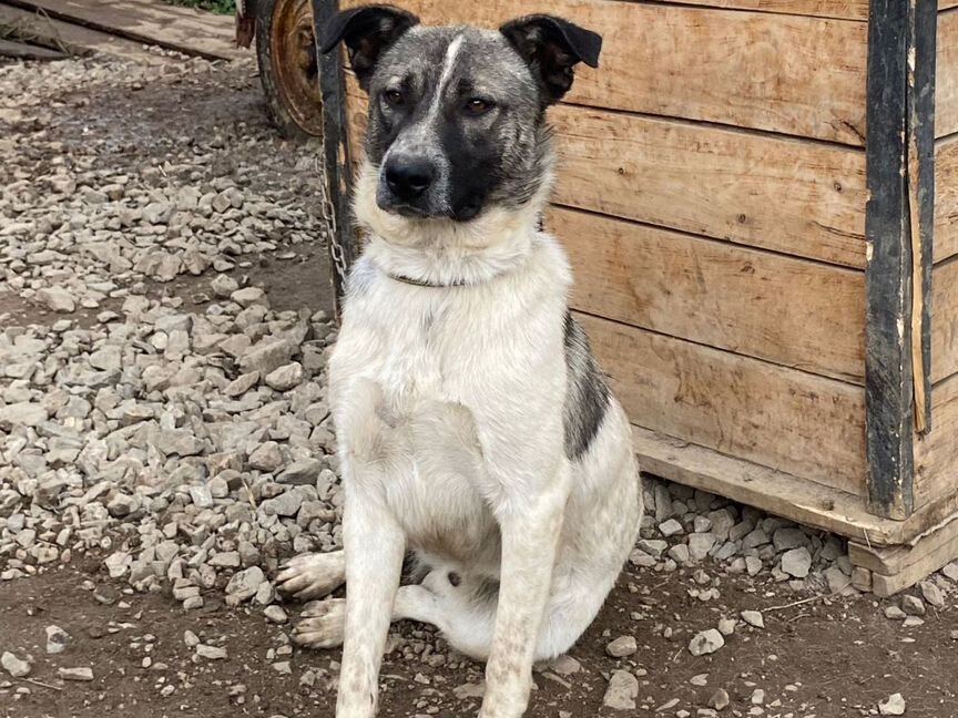 Собака Арчи