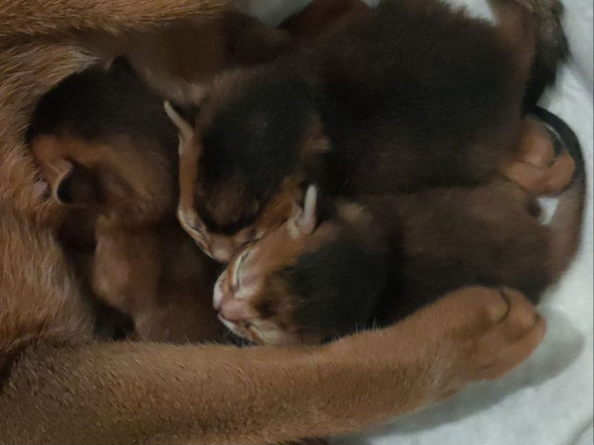 Кошки породистые