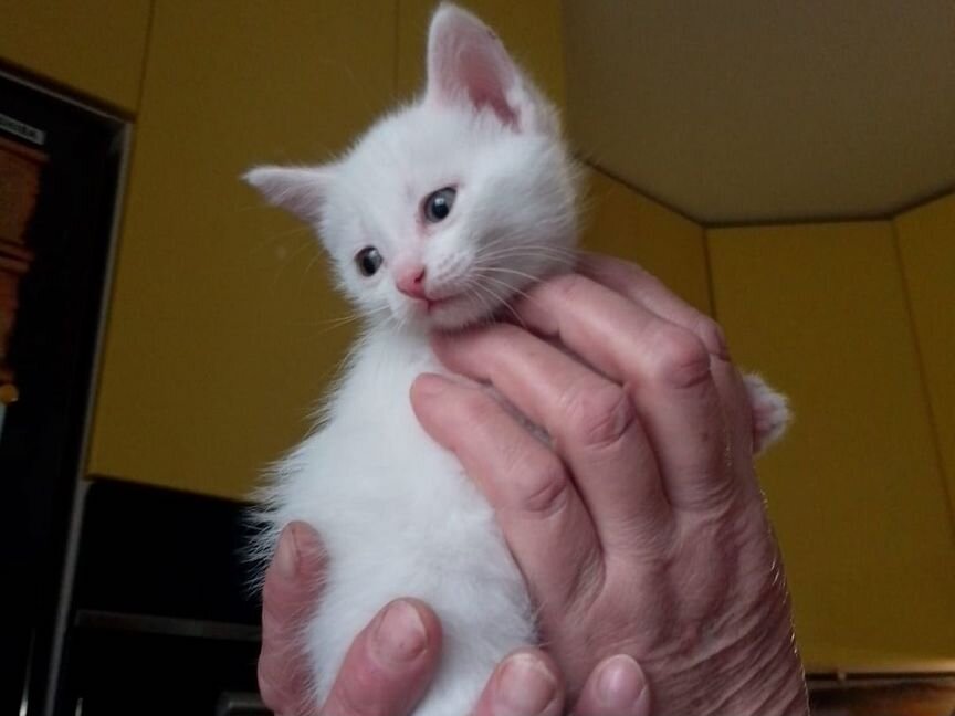 Белый котенок ждет доброго хозяина