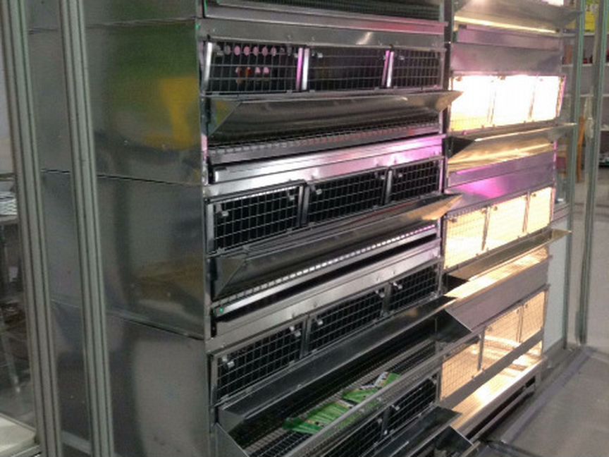 Клетка для Перепелов+ Брудер