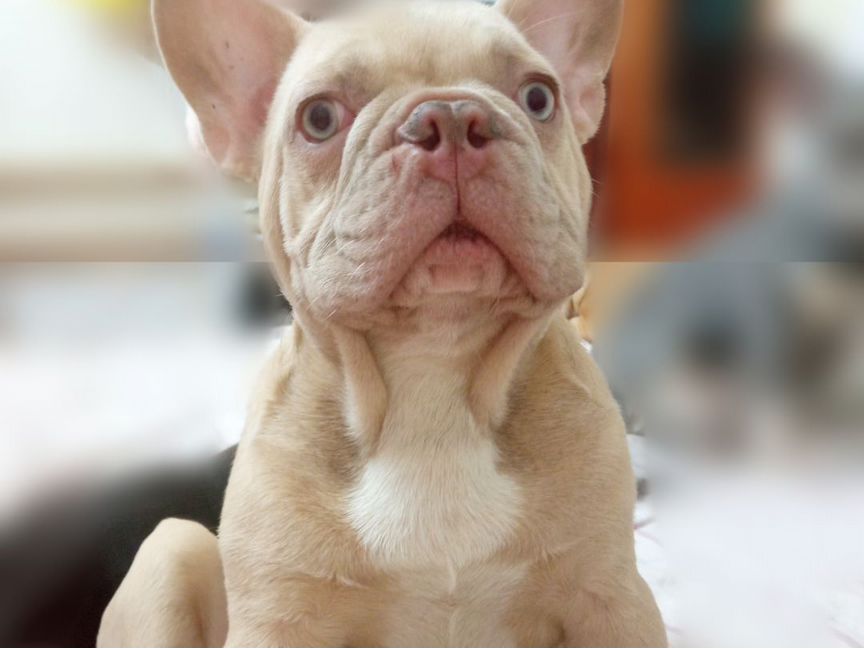 Французский красавчик