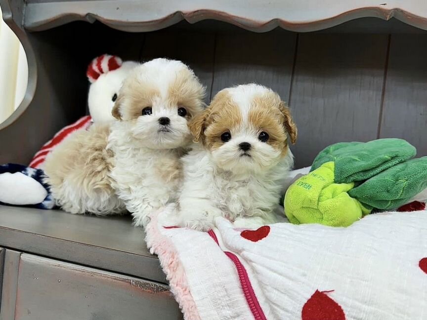 Мальтипу микро из Кореи