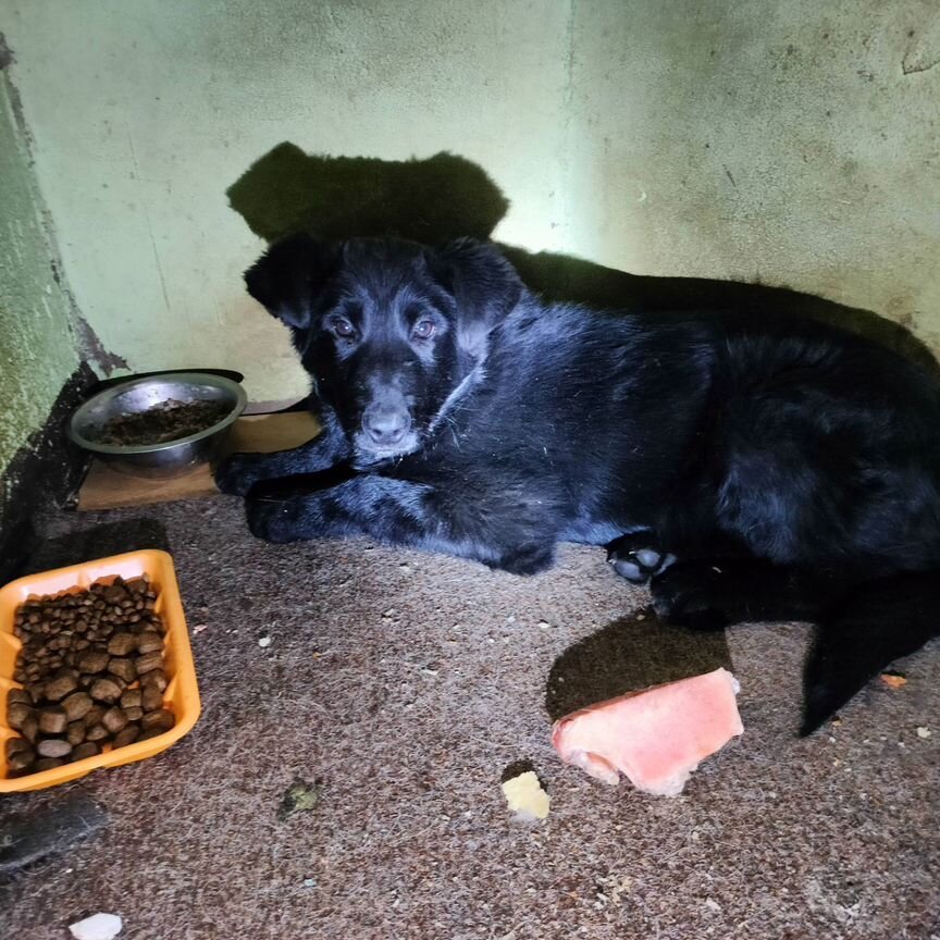 В добрые руки