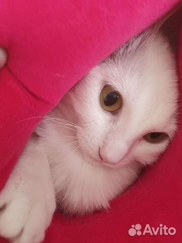 Турецкая ангора вязка