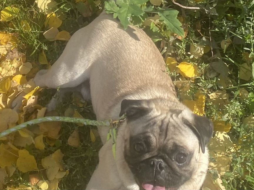 Мопс вязка мальчик