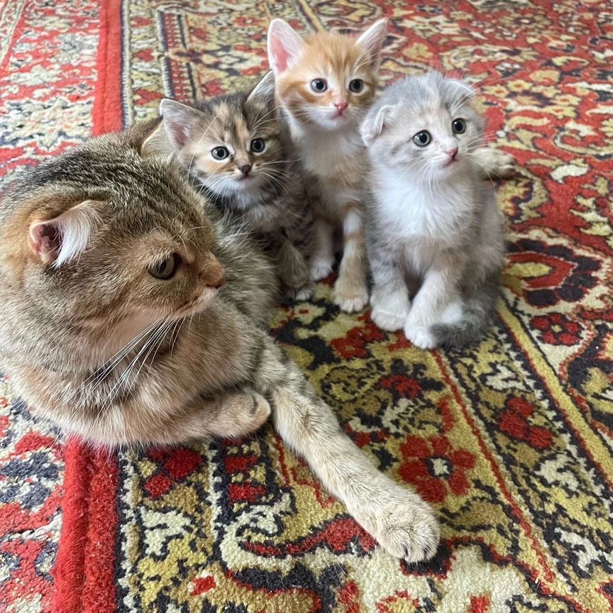 Шотландская вислоухая кошка бесплатно