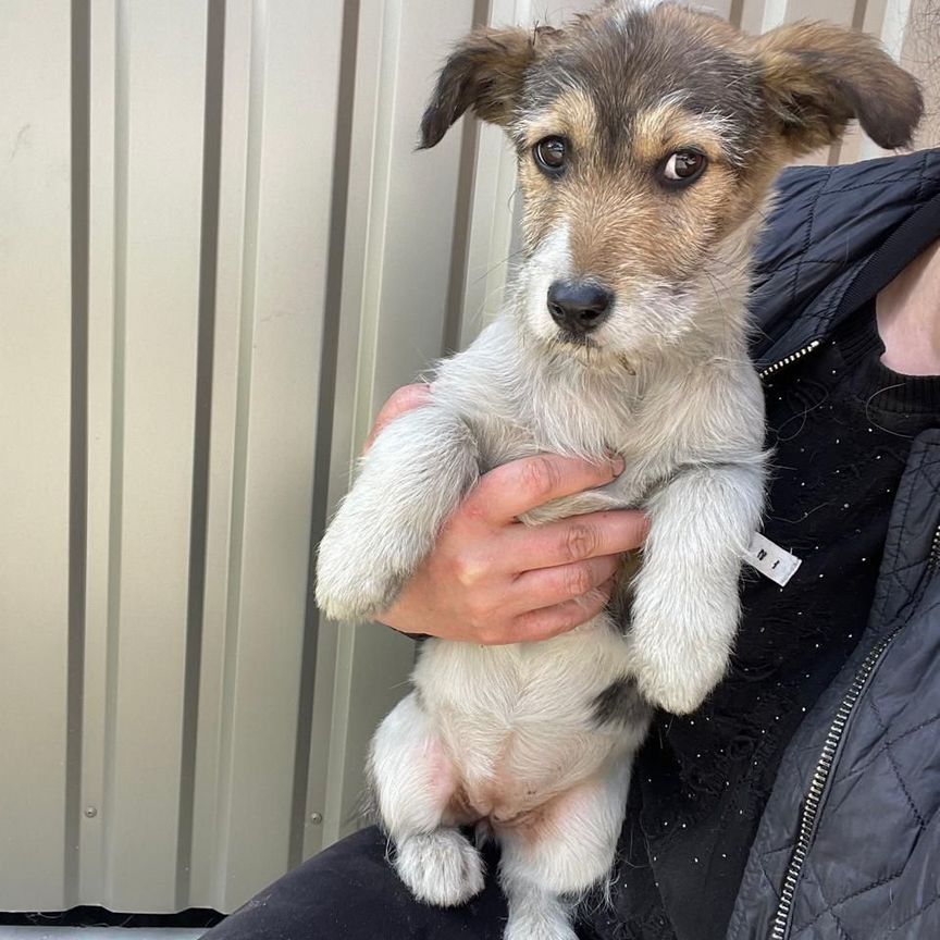 Щенок в добрые руки