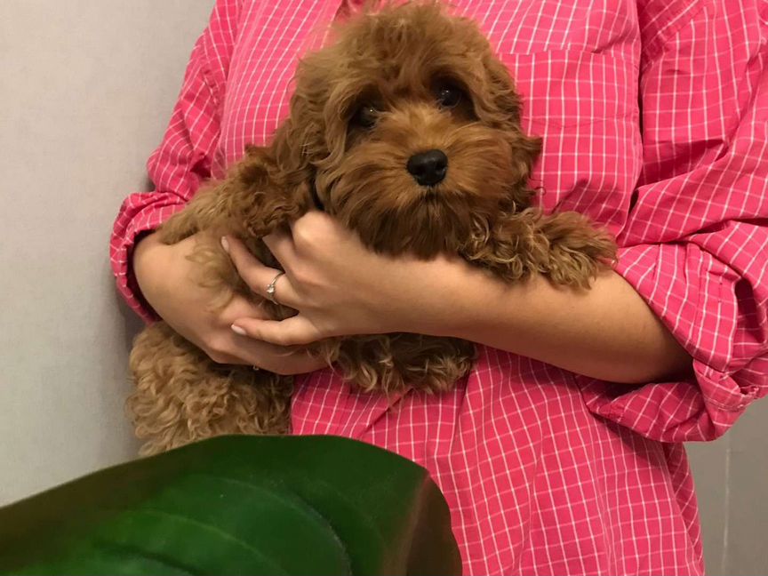 Кокапу мальчик