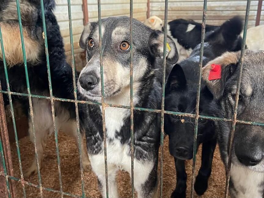 Угораздило попасть в безвозвратный отлов