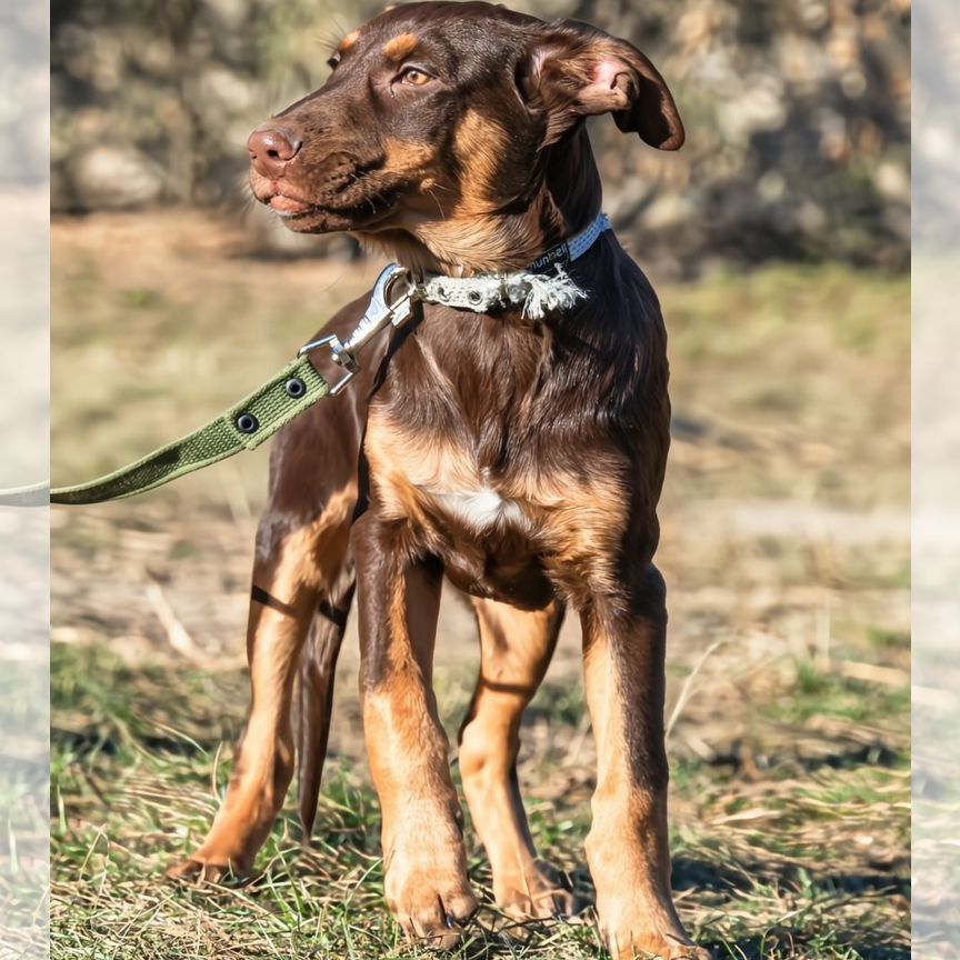 Щенок в добрые руки