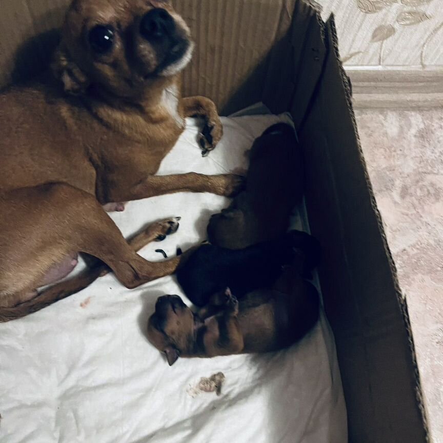 Той-терьер щенки