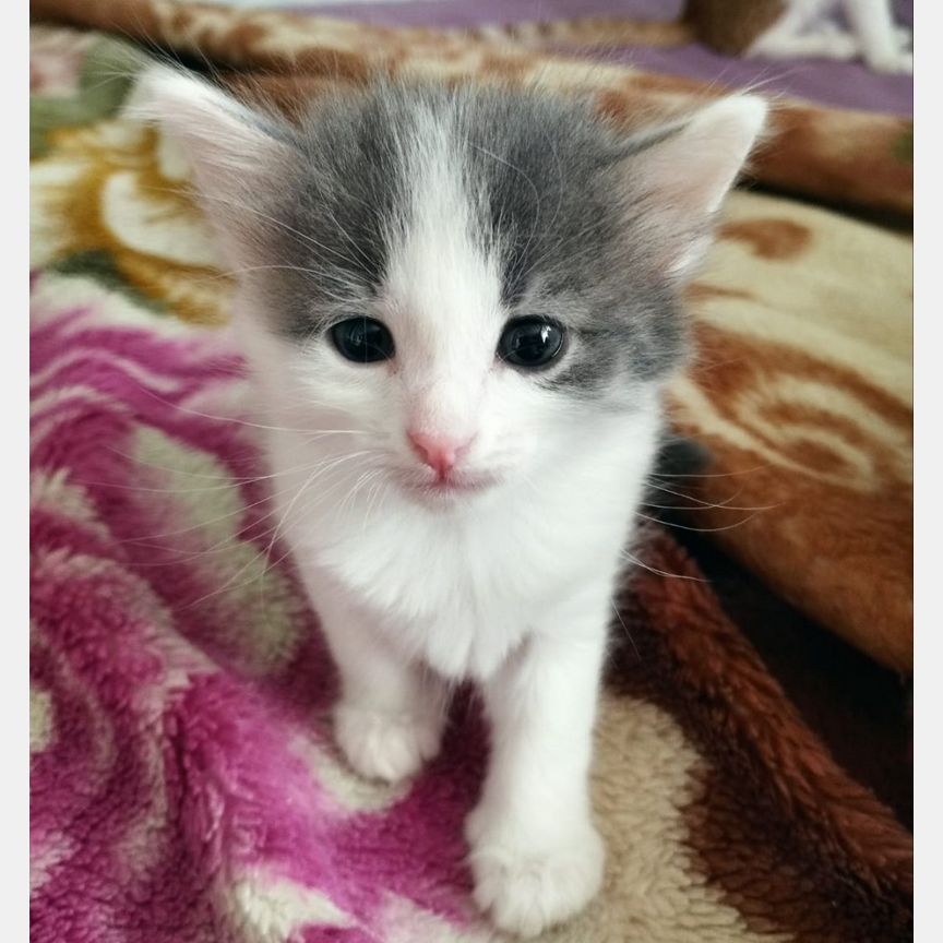 Котята, киски, котенок, кошка, кот