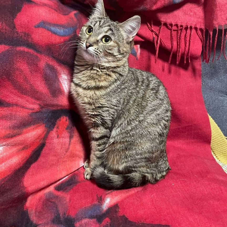 Милая котёнок Саванна ищет дом